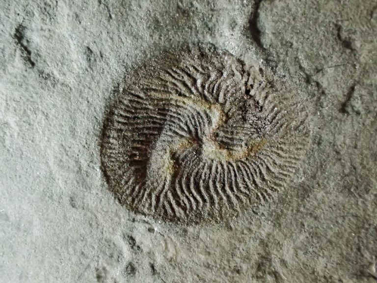 Tribrachidium, uma estranha criatura marinha que viveu há 550 milhões ...